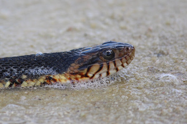 Banded Water Snake | Project Noah
