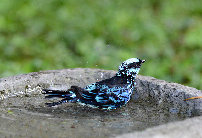 beryl spangled tanager | Project Noah