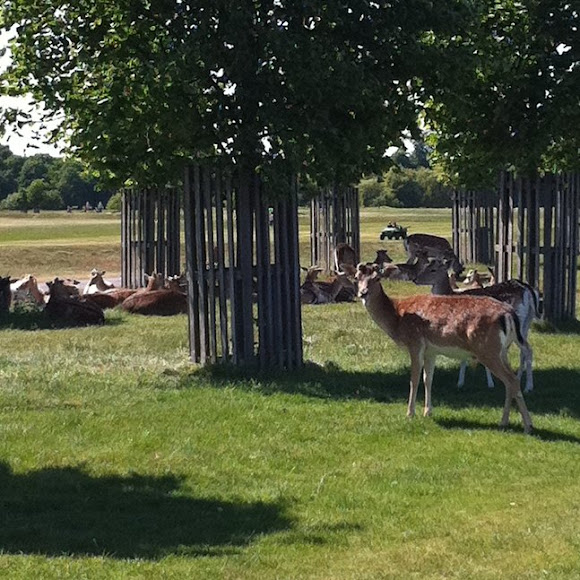 Fallow Deer | Project Noah