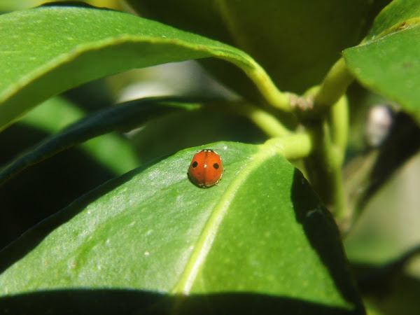 two spotted ladybug | Project Noah