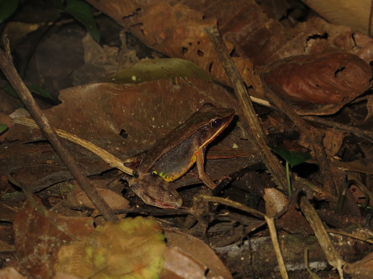 Brilliant Forest Frog | Project Noah