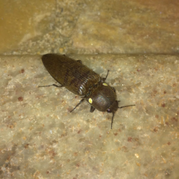 headlight beetle | Project Noah