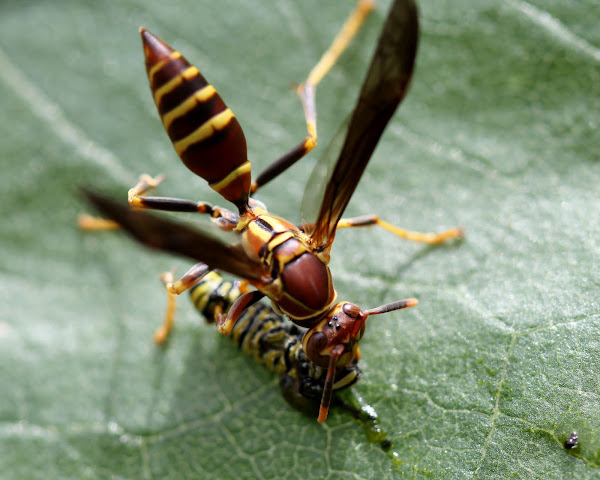 Paper Wasp | Project Noah