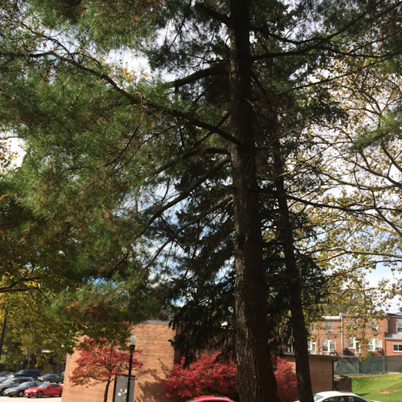 Red pine | Project Noah