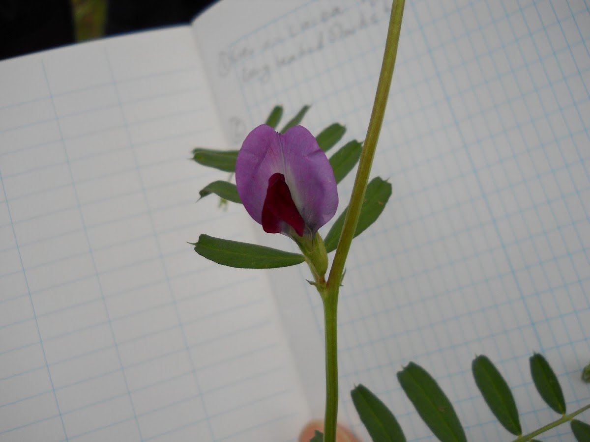 Spring Vetch | Project Noah