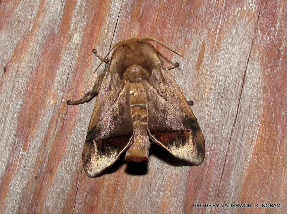 Limacodidae | Project Noah