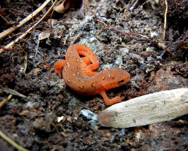 Eastern (Red-Spotted) Newt | Project Noah