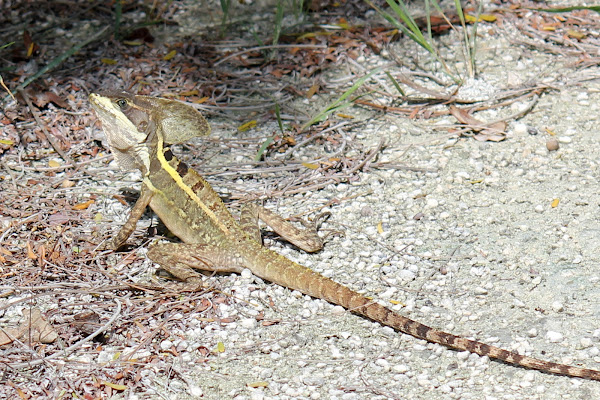 Striped Basilisk | Project Noah