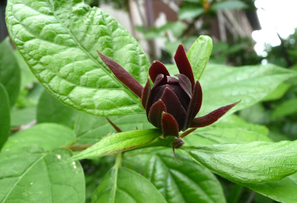 Eastern Sweetshrub | Project Noah