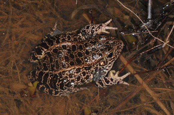 Northern crawfish frog | Project Noah