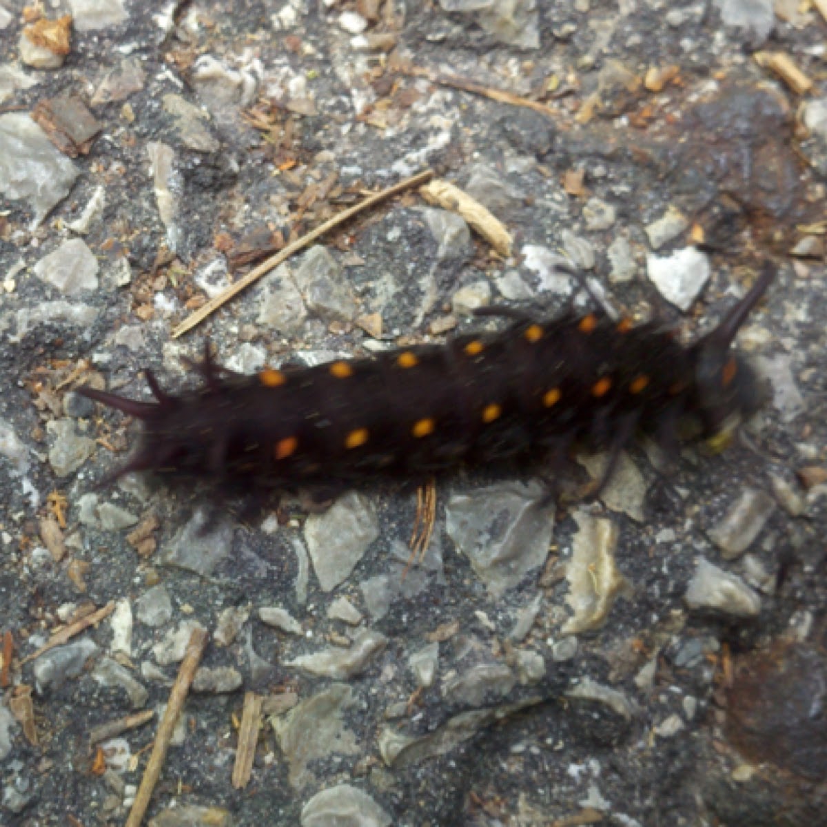 Pipevine swallowtail caterpillar | Project Noah