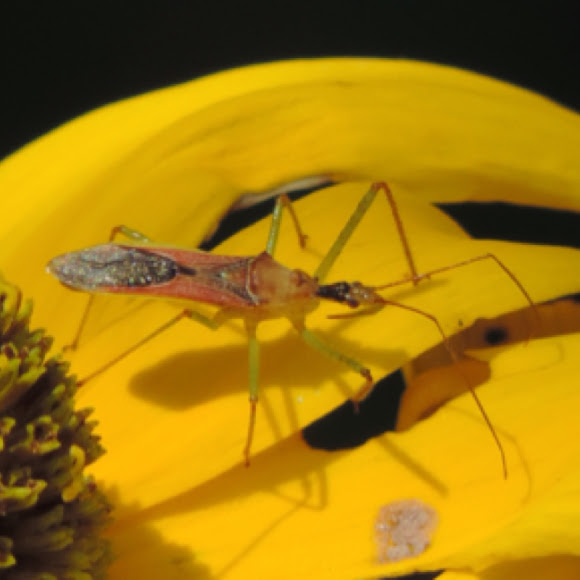 Leafhopper Assassin Bug | Project Noah