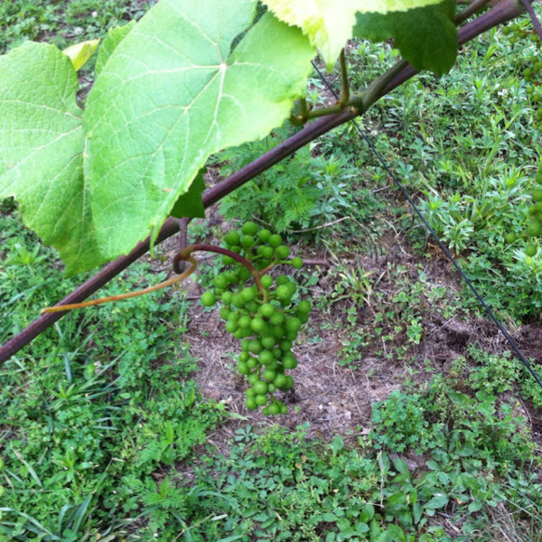 Norton or Cynthiana grape | Project Noah