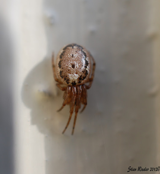 Tree sector-spider | Project Noah