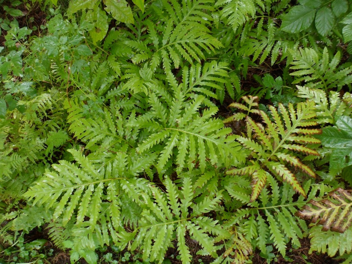 Sensitive Fern | Project Noah