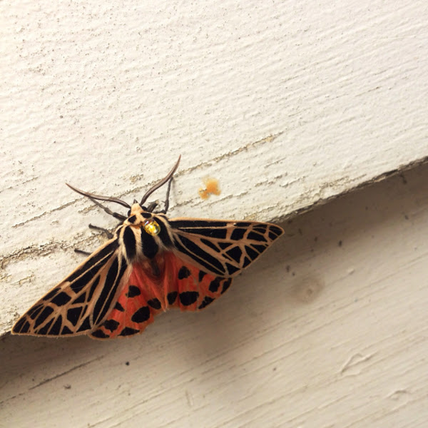 Virgin Tiger Moth | Project Noah