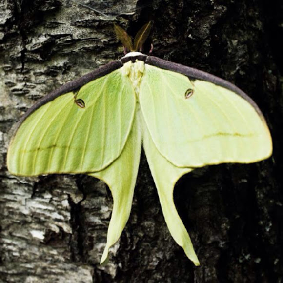 Luna Moth | Project Noah