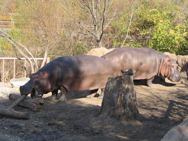 Hippopotamus | Project Noah