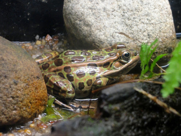 Northern Leopard Frog | Project Noah