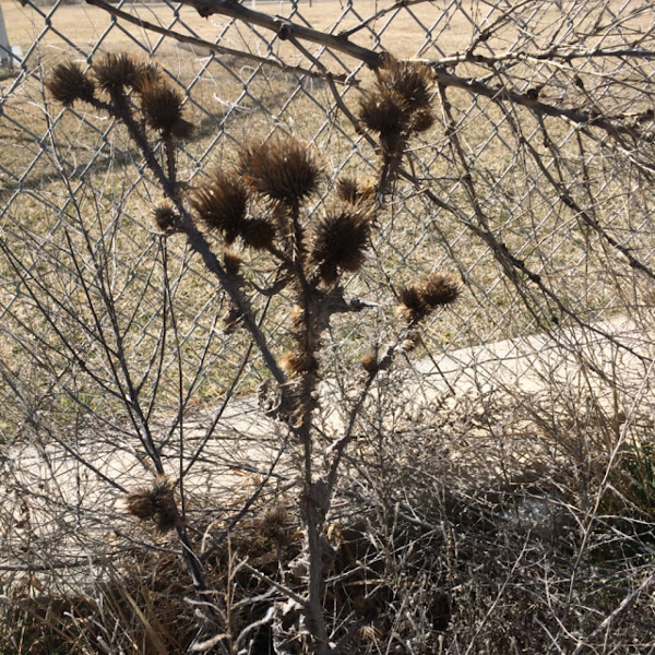 Thistle | Project Noah