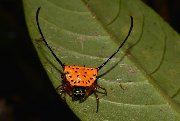 Curved Spiny Spider | Project Noah