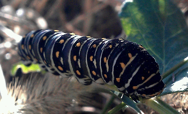 Black swallowtail (larva) | Project Noah