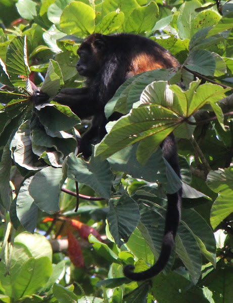 Howler Monkey | Project Noah