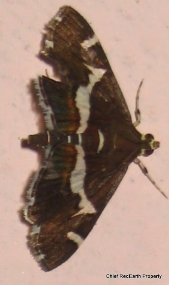 Beet Webworm | Project Noah