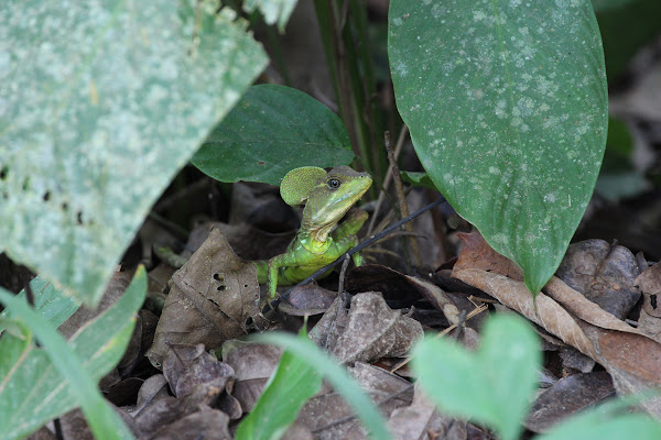 Western Basilisk | Project Noah