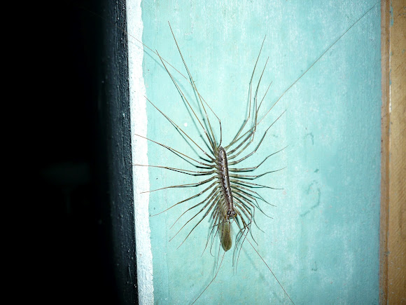 Scutigera coleoptrata | Project Noah