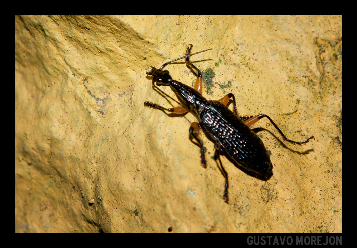 Grace’s Elegant Canopy Beetle | Project Noah