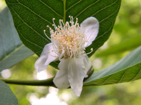 guava, jambu batu | Project Noah