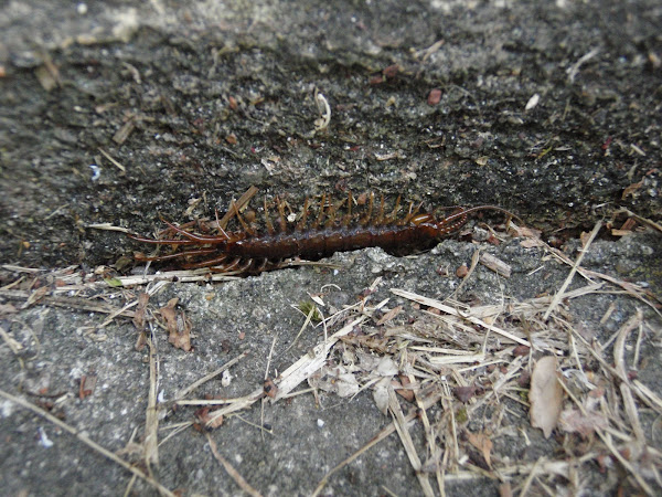 Stone Centipede | Project Noah