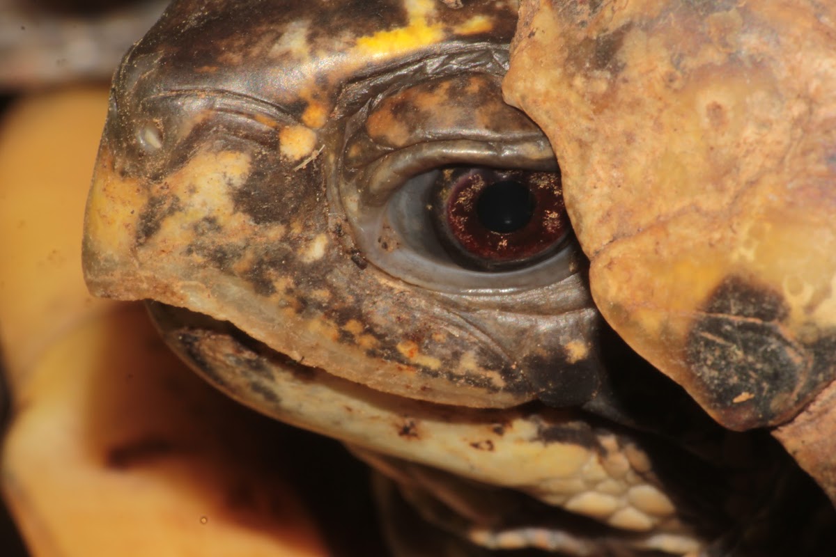 Eastern Box Turtle | Project Noah