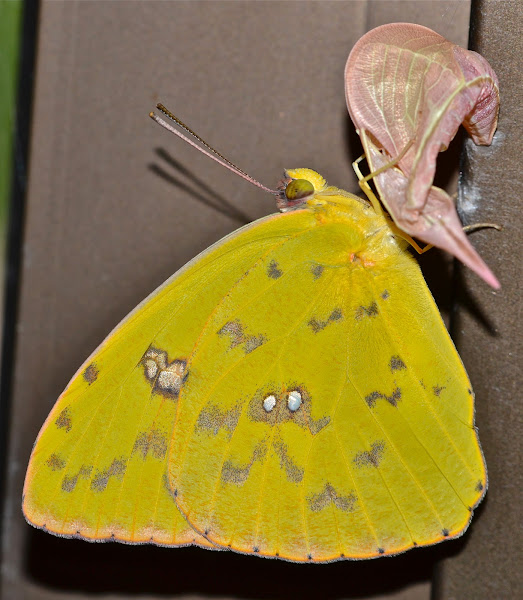 Cloudless Sulphur, Chrysalis and Butterfly | Project Noah