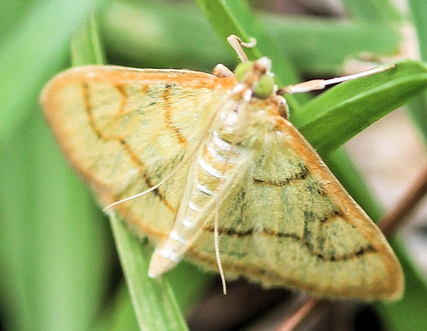 Yellow Moth | Project Noah