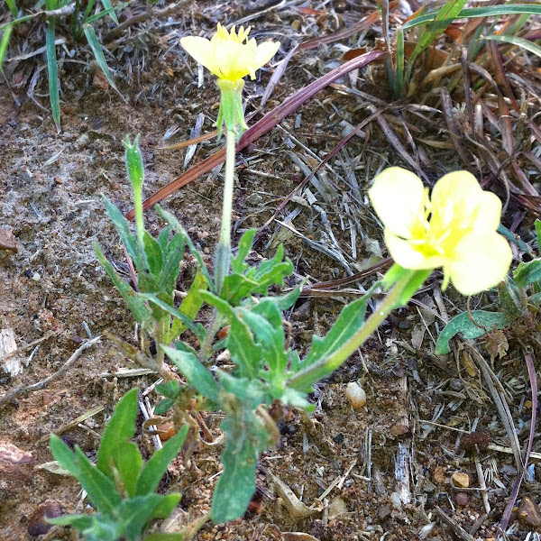 Texas Primrose, Sundrops | Project Noah
