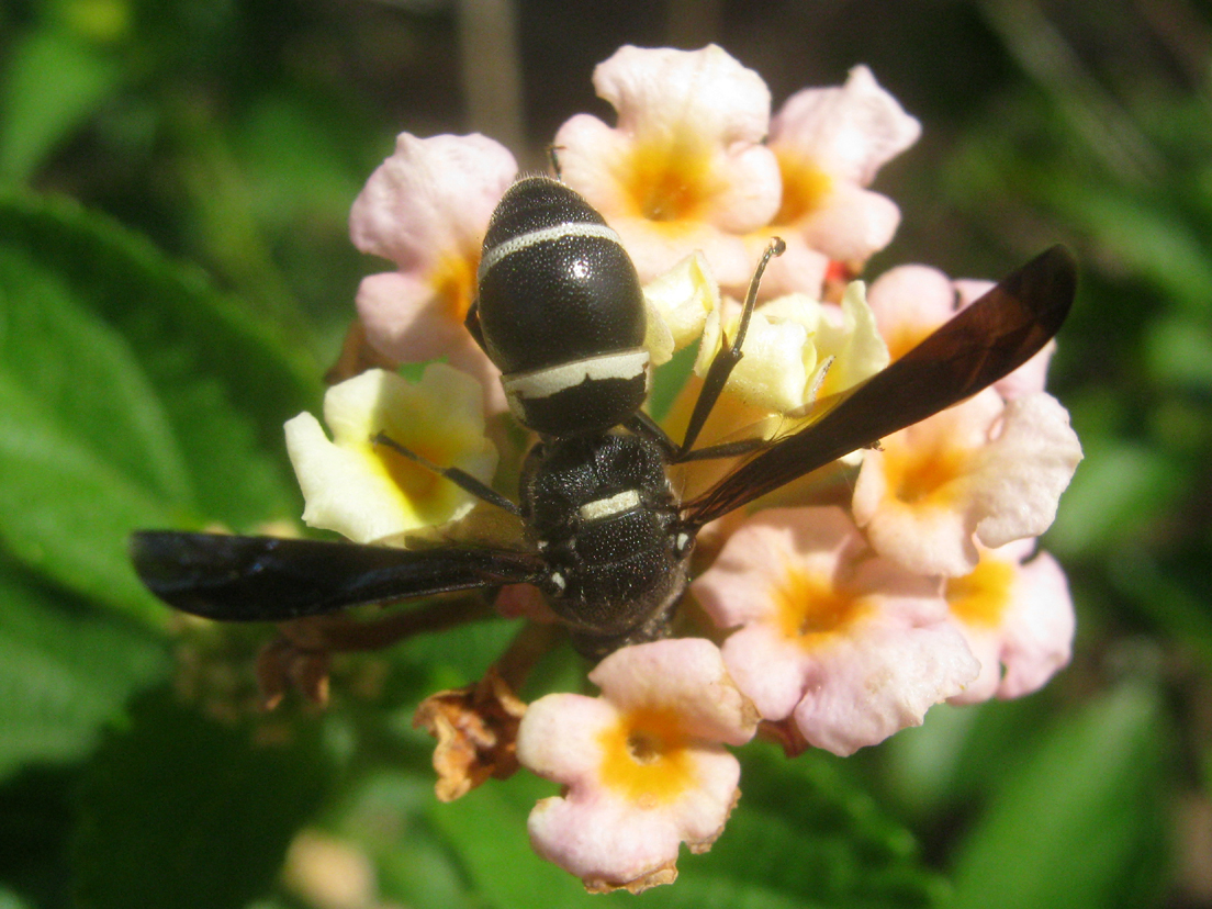Potter or Mason Wasp | Project Noah