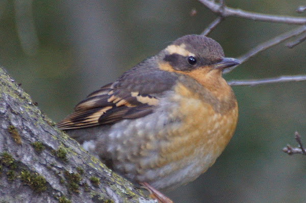 Varied Thrush (juvenile) | Project Noah