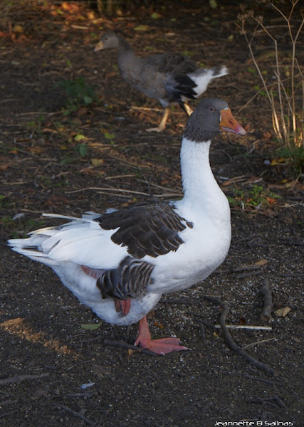 Den Danske Landgås | Project Noah