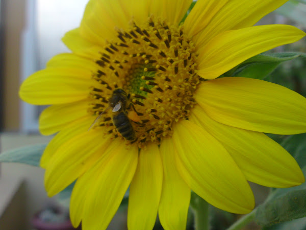 L'Abielle | Project Noah