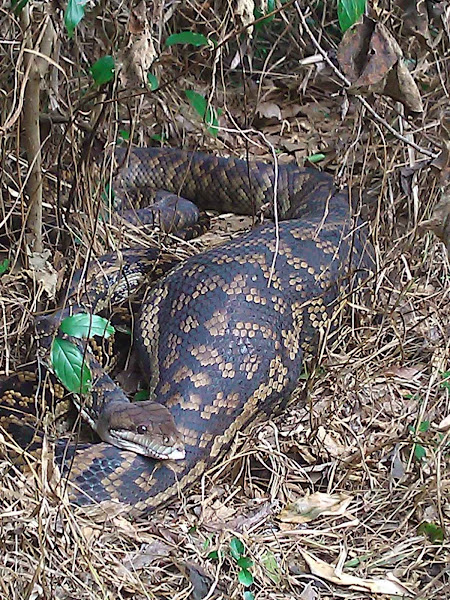 Amethystine or Scrub Python | Project Noah