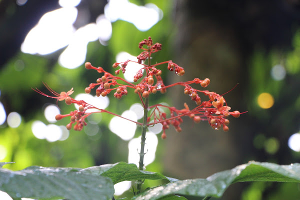 Java Glorybower | Project Noah