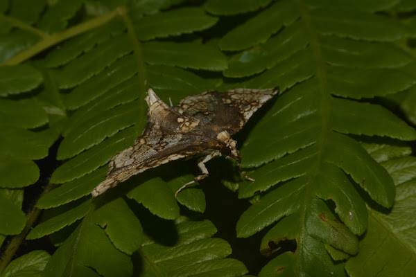 Crambid Moth | Project Noah