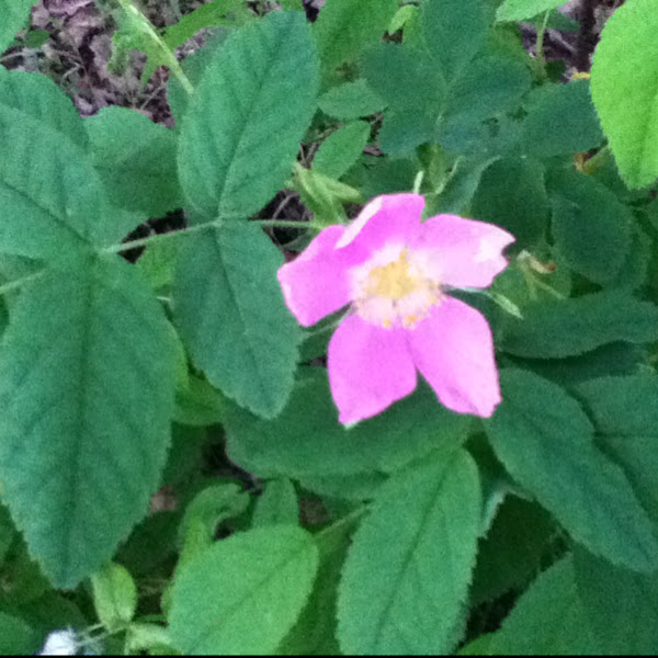 Prickly wild rose, Arctic rose, prickly rose | Project Noah