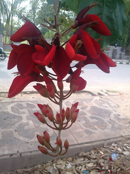 Dadap Merah | Project Noah