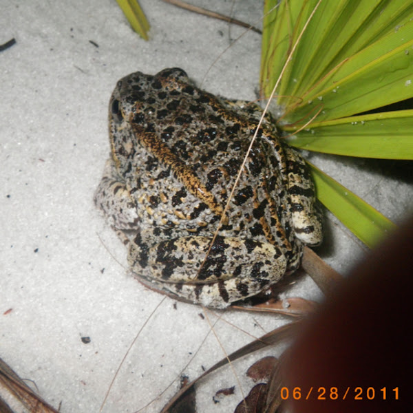 Florida gopher frog | Project Noah