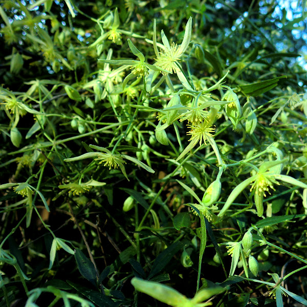 Small-leaved Clematis | Project Noah