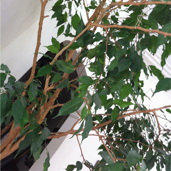 Ficus | Project Noah