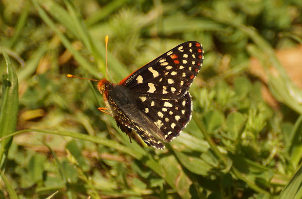 Variable Checkerspot | Project Noah